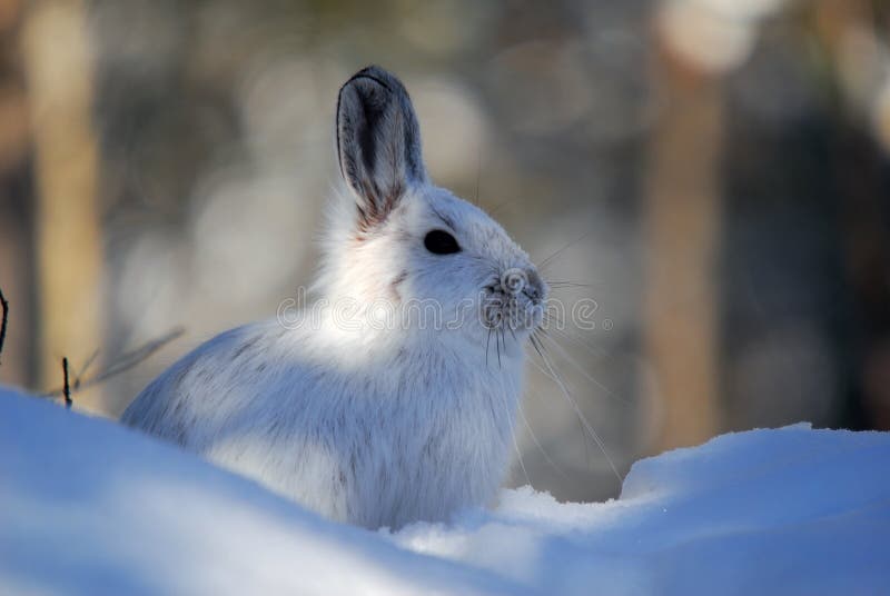 White rabbit in snow stock photo. Image of animal, arctic - 17516378