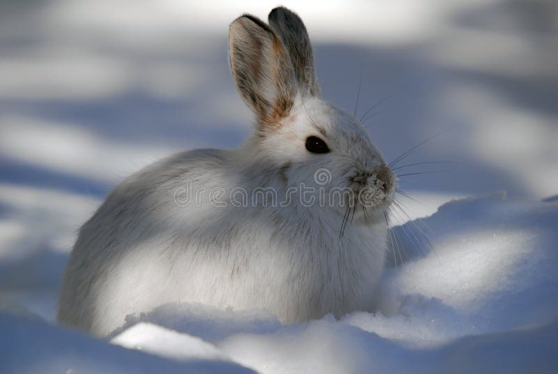 Snowshoe Hare stock photo. Image of varying, fluffy, bunny - 4348462