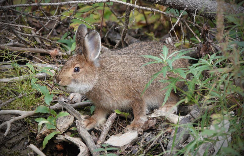 Snowshoe Hare in Denali National Park Stock Image - Image of park ...