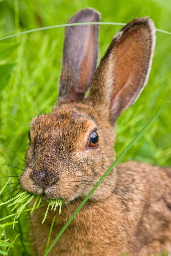 Snowshoe Hare Feeding on Grass Stock Image - Image of bunny, grass: 5488229