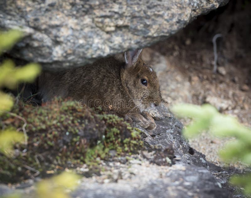Snowshoe Hare Hiding stock photo. Image of hiding, york - 94984758
