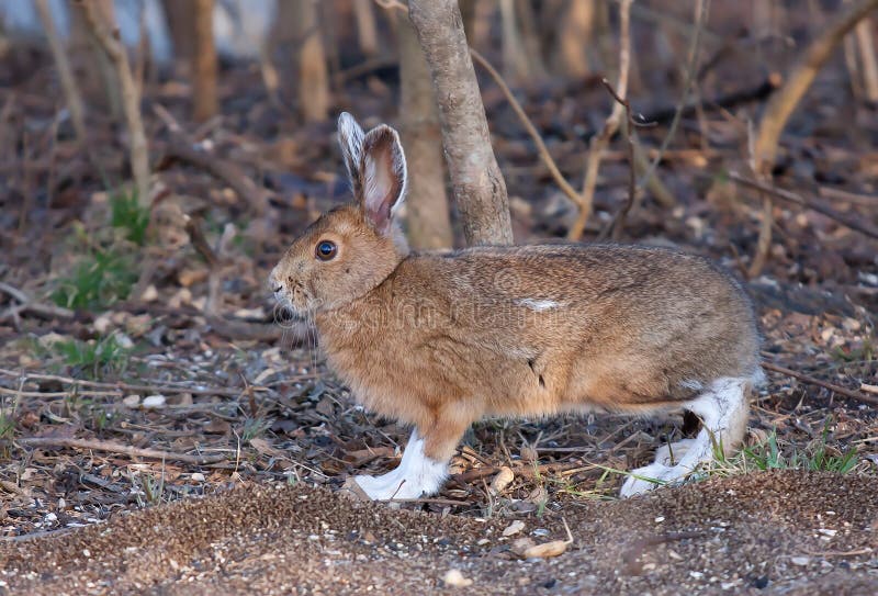 Snowshoe Hare in Spring stock photo. Image of spring - 69792758
