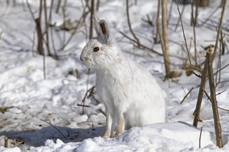 Snowshoe Hare or Varying Hare (Lepus Americanus) Standing in the Snow ...