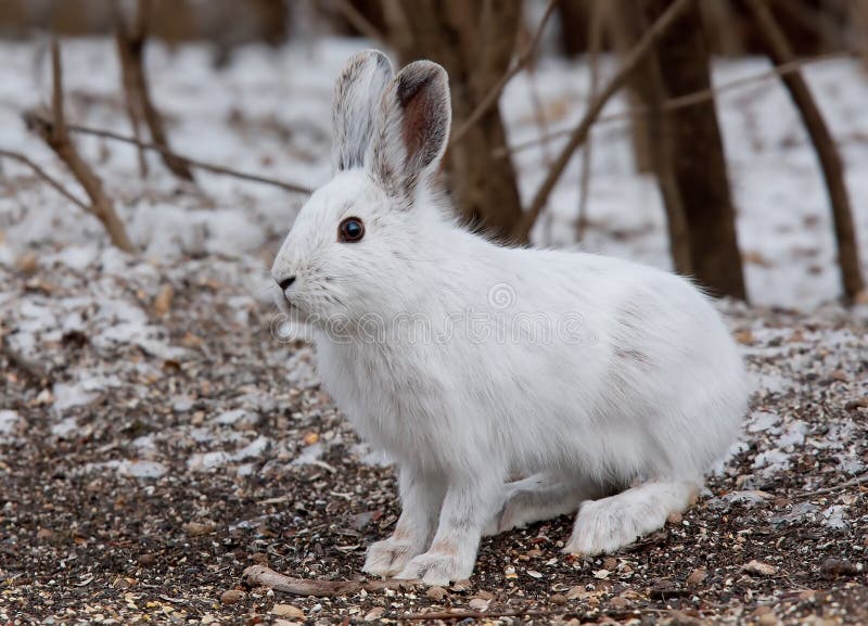 Snowshoe Hare in Spring stock photo. Image of spring - 69792758