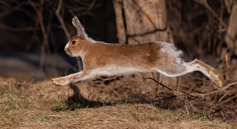 323 Wild Hare Jumping Stock Photos - Free & Royalty-Free Stock Photos ...