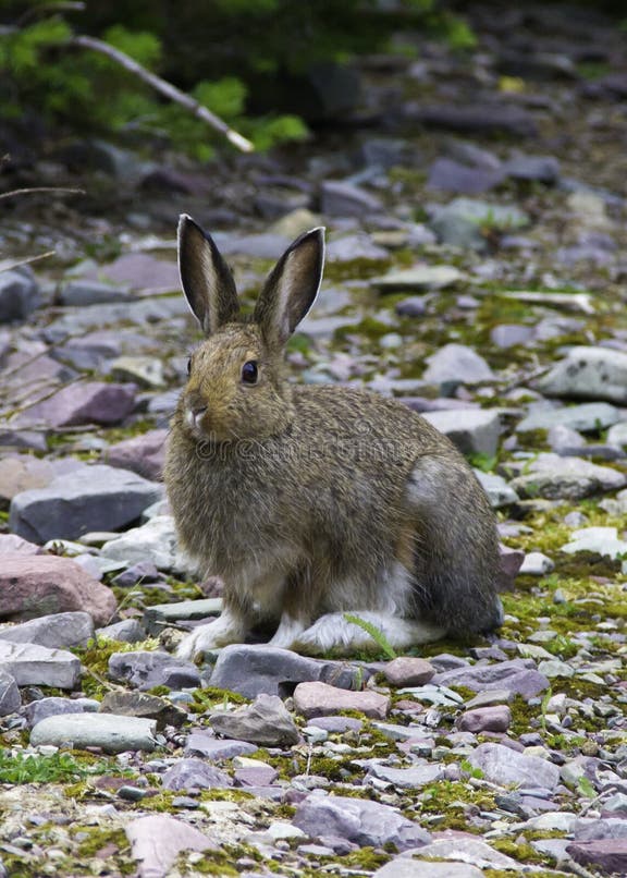 Snowshoe hare stock image. Image of mammal, cute, snowshoe - 30086815