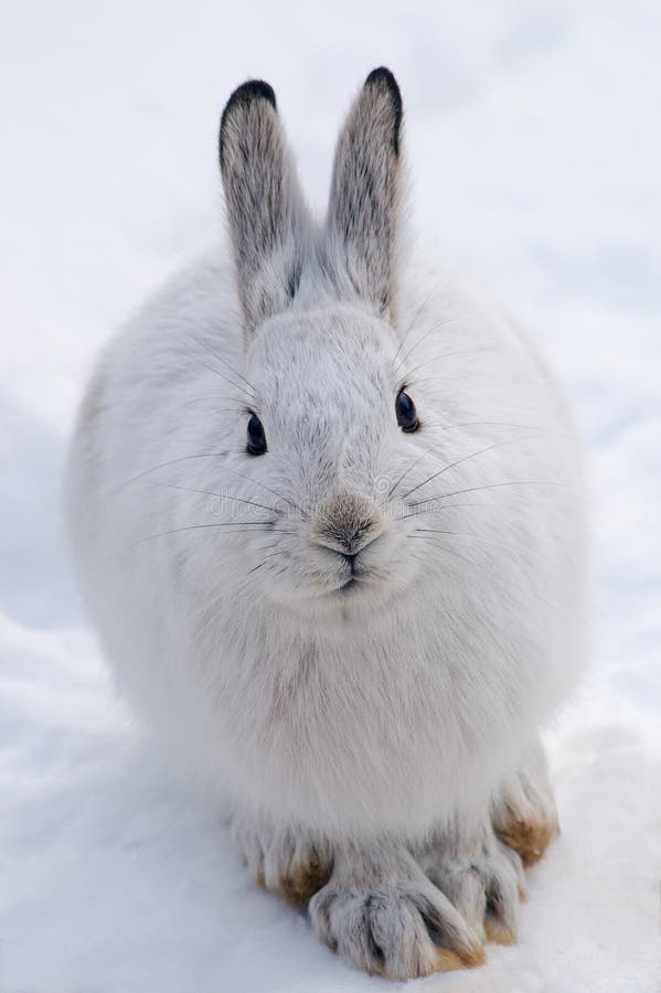Snowshoe hare Close Up stock photo. Image of hare, whiskers - 38649082