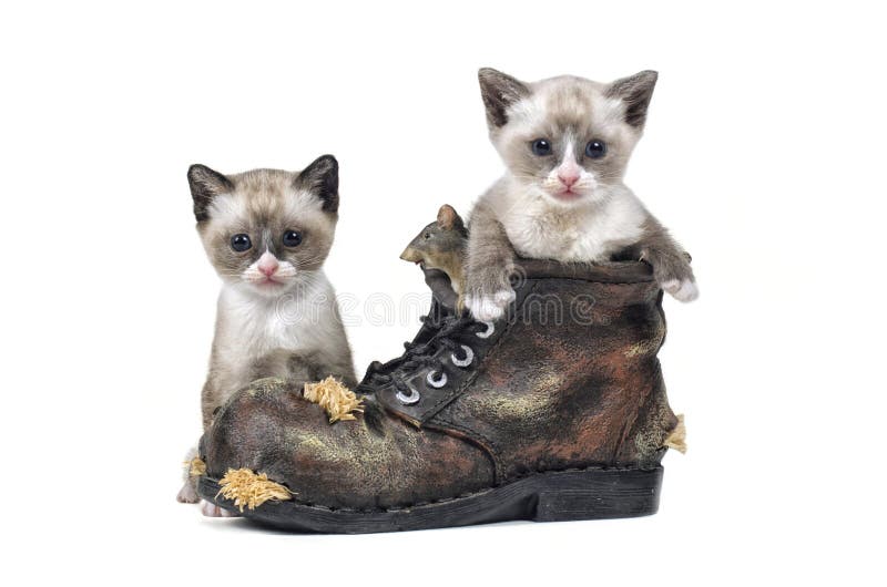 Snowshoe Cat stock photo. Image of animal, look, color - 23400986