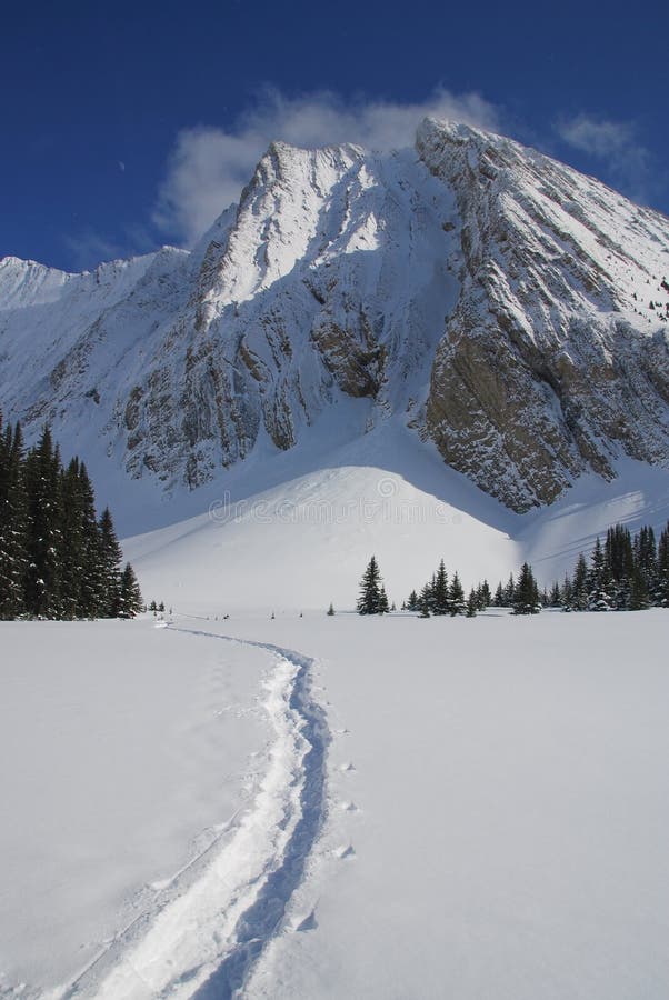 Snowshoe Tracks in the Canadian Rockies Stock Image - Image of alberta ...