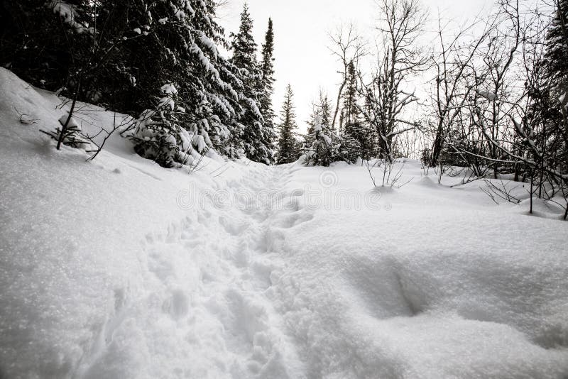 Snowshoe trail quebec stock image. Image of canada, quebec - 67279105