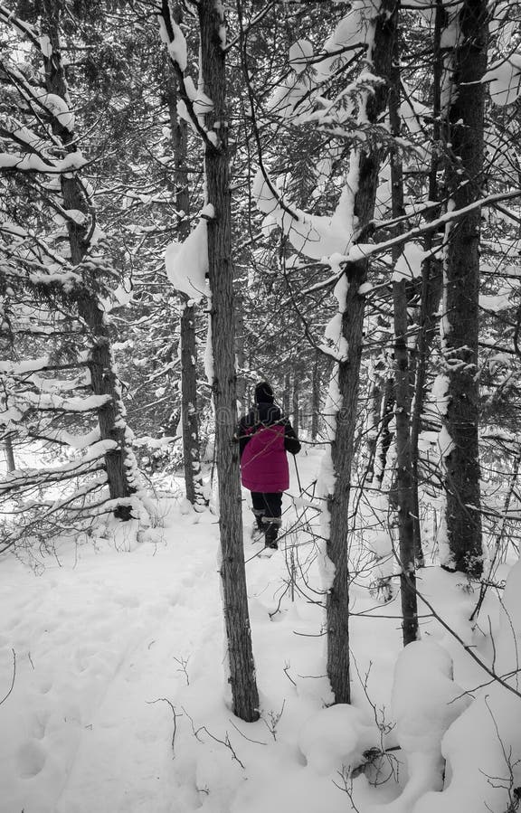 Snowshoeing in the Boreal Forest in Quebec Stock Image - Image of ...