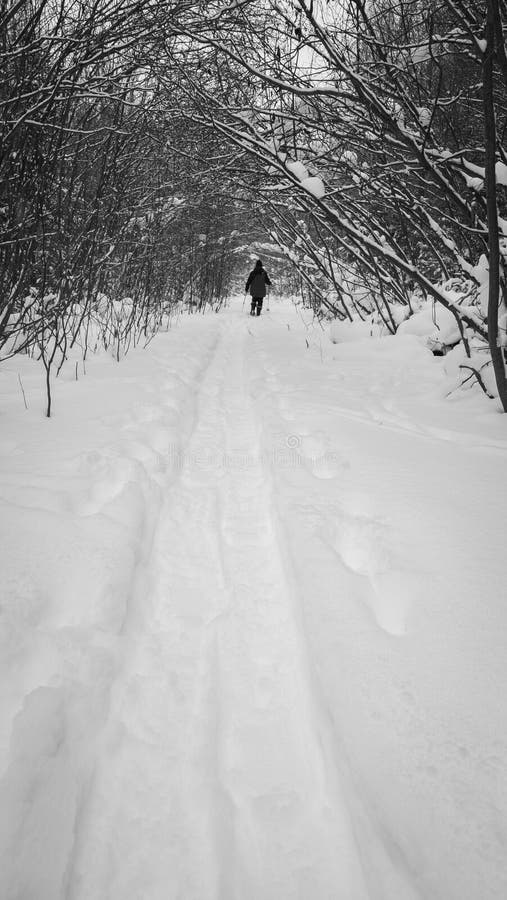 Snowshoeing in the Boreal Forest in Quebec Stock Photo - Image of ...