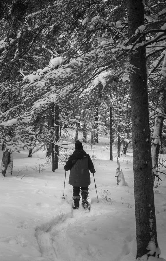 Snowshoeing in the Boreal Forest in Quebec Stock Photo - Image of ...