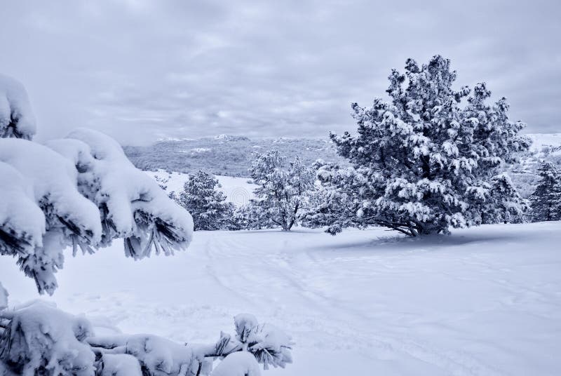 After snowstorm stock photo. Image of country, branch - 11476670