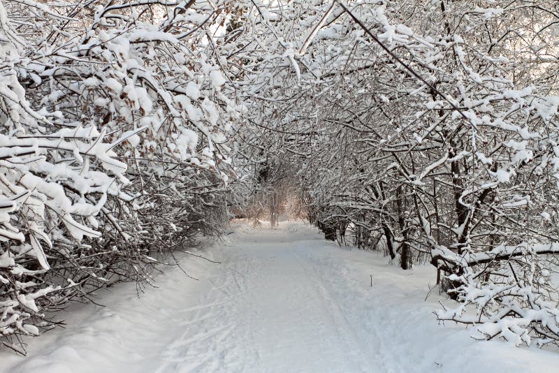 After snowstorm. stock image. Image of trees, forest - 18814043