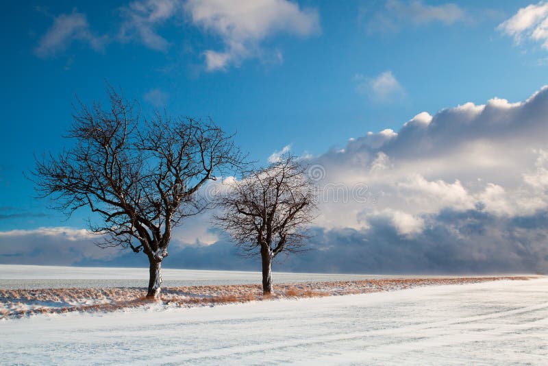 Snowstorm stock image. Image of weather, windy, lonely - 22857825