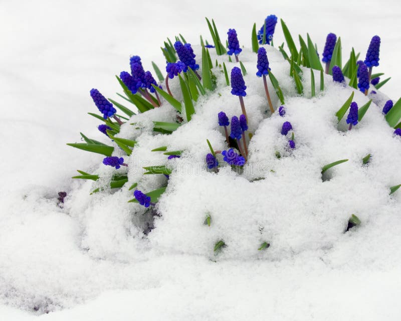 Spring flowers. stock image. Image of snowdrops, grass - 689157