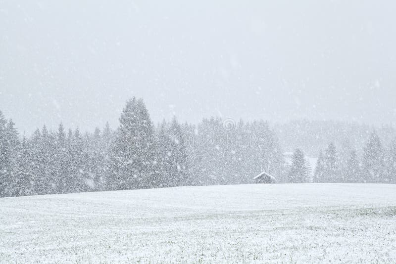 Snowstorm in Bavariah Meadows Stock Photo - Image of outside, tree ...