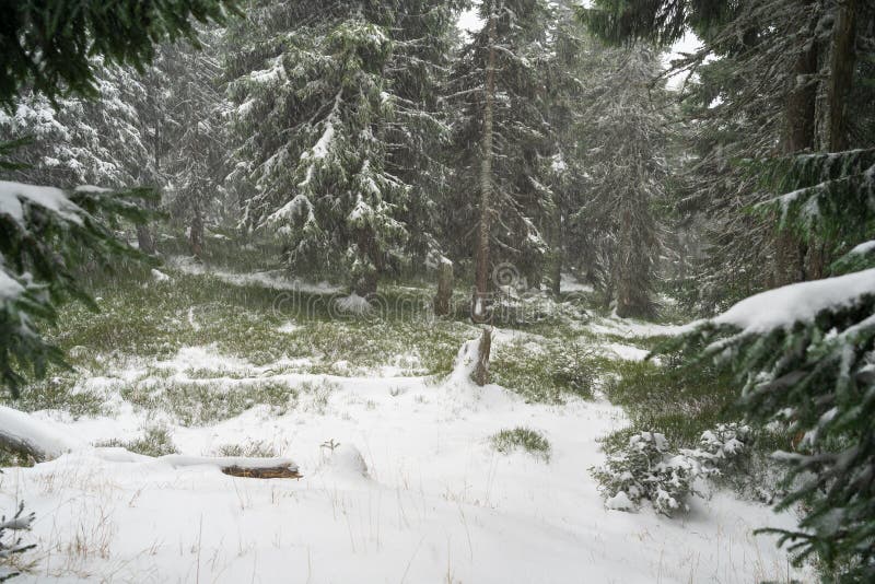 Snowstorm in the Fir Forest. Stock Photo - Image of natural, park ...