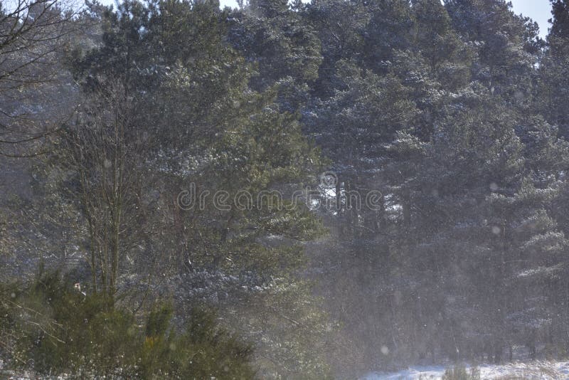 Snowstorm in the forest stock photo. Image of forest - 112378272