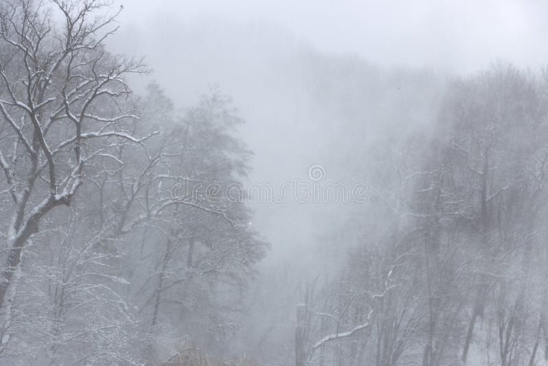 Snowstorm in the Forest, a Strong Wind Drives a Pillar of Snow on the ...