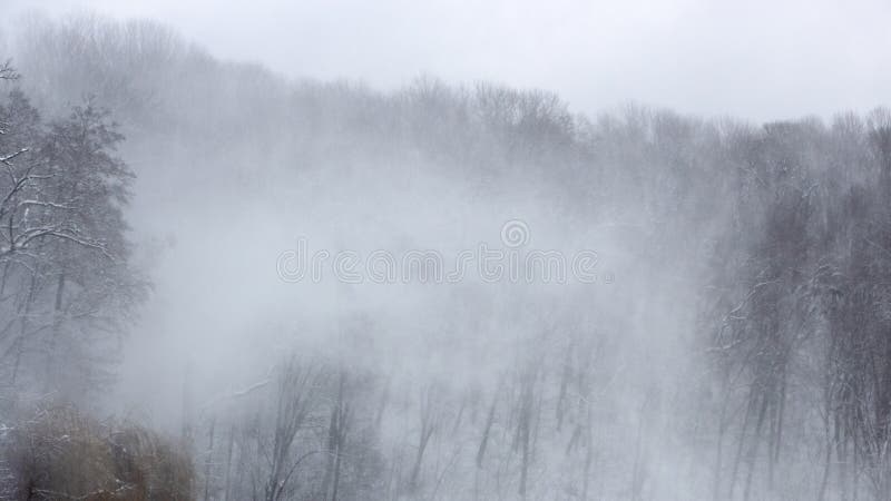 Snowstorm in the Forest, a Strong Wind Drives a Pillar of Snow on the ...