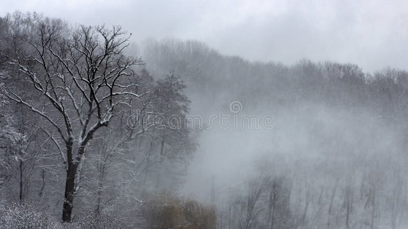 Snowstorm in the Forest, a Strong Wind Drives a Pillar of Snow on the ...