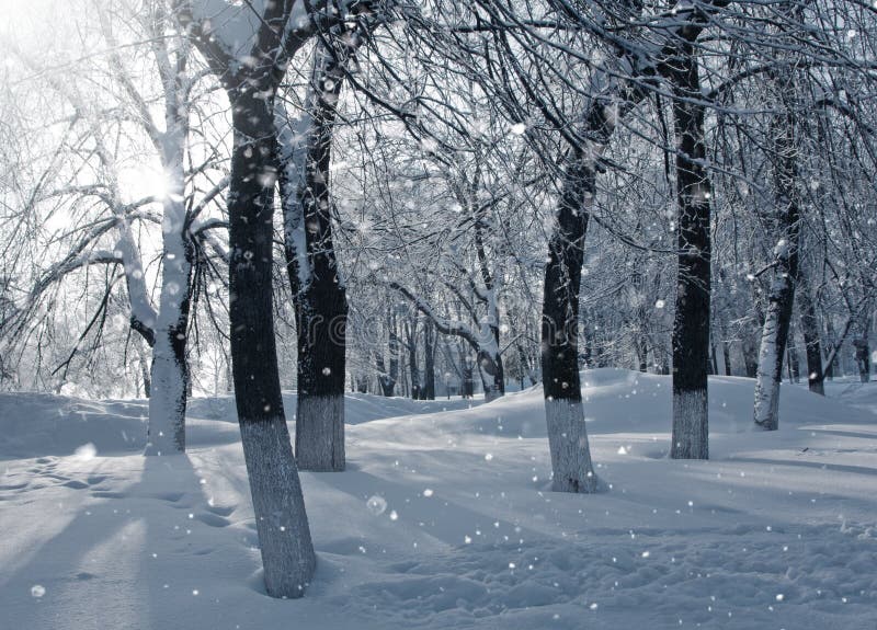 Snowstorm in forest stock image. Image of city, nature - 102405289