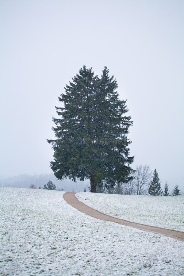 Snowstorm Over Meadow and Spruce Tree Stock Image - Image of weather ...