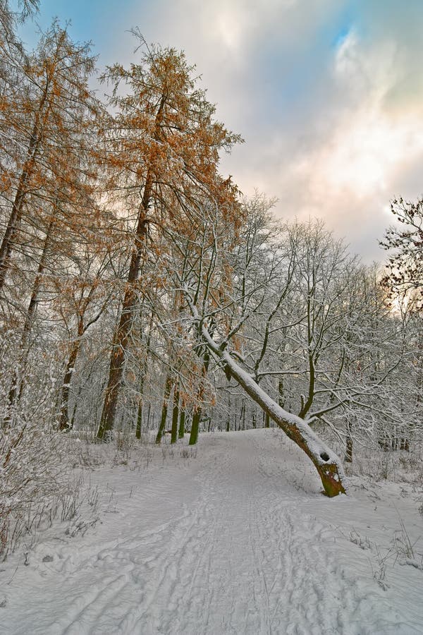 After snowstorm stock image. Image of cold, heavy, outdoor - 67156619