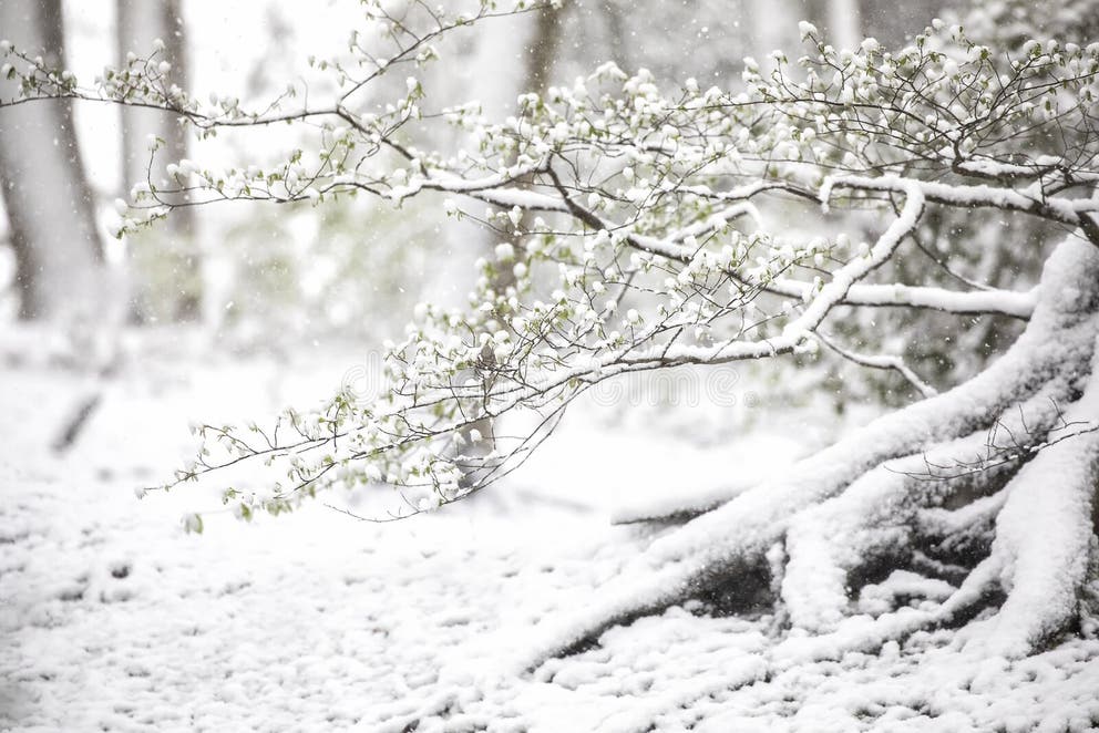 Snowstorm in Spring April Forest Stock Photo - Image of white, leaf ...