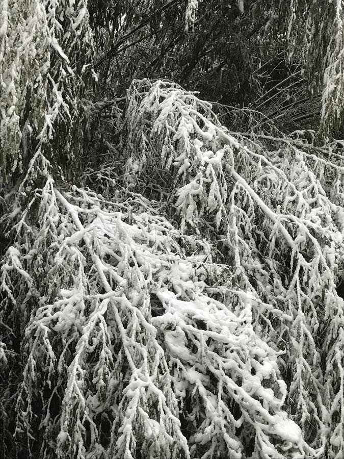 Snowstorm of the Year, White Out Stock Image - Image of forest ...
