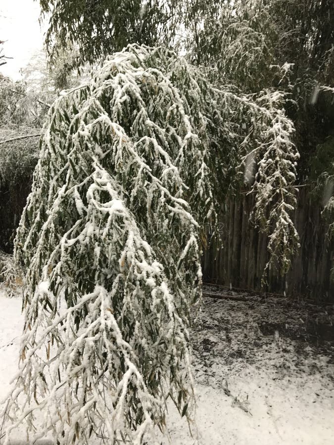 Snowstorm of the Year, White Out Stock Image - Image of falling, jersey ...
