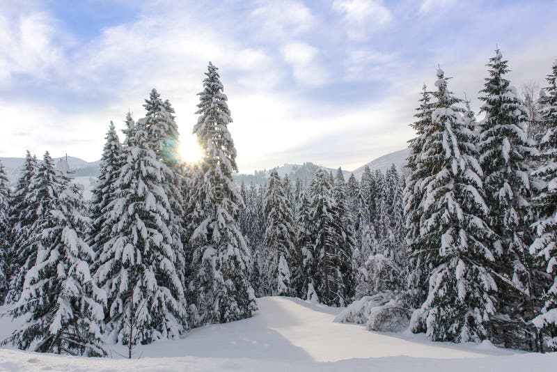 Snowy Alpine Trees XI stock photo. Image of cold, landscape - 36268486