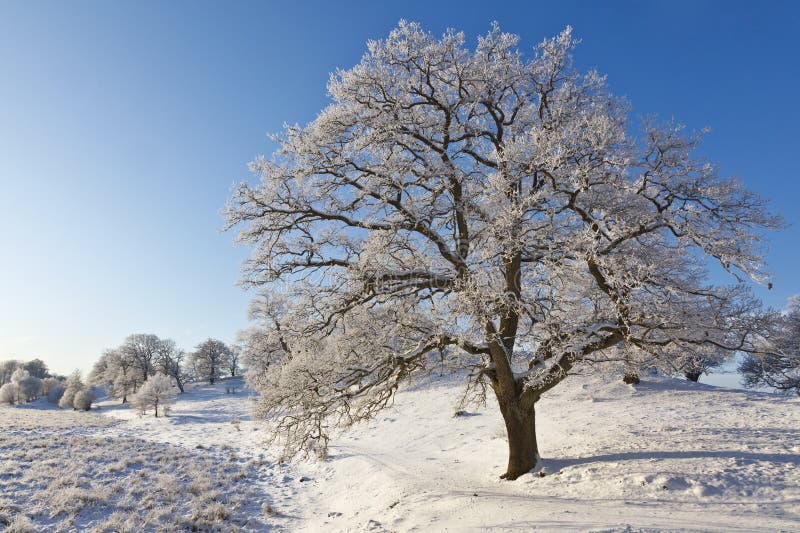 Eichenbaum Der Landschaft Stock-Fotos - Laden Sie 198 Royalty-Free ...