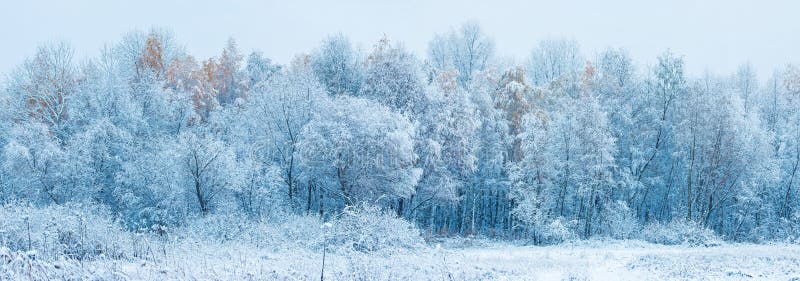 Snowy Area at the Beginning of the Forest Stock Image - Image of plant ...