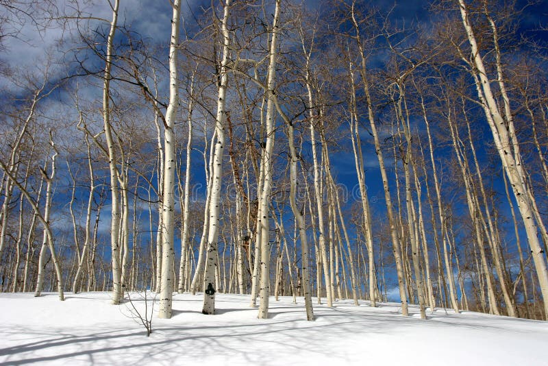 Snowy Aspen Trees stock image. Image of snowy, clouds, trees - 526595