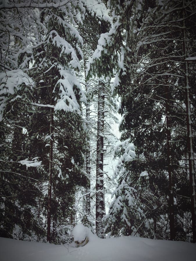 Snowy Backlit Tree in Winter Forest Stock Image - Image of monochrome ...