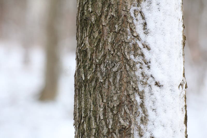 Snowy Bark stock image. Image of brown, gray, background - 49782333