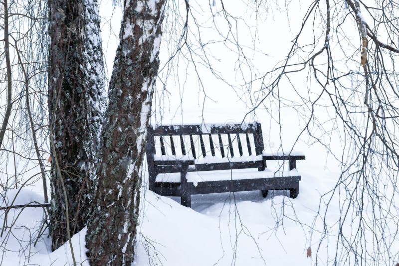 Snowy Bench Under Old and Tall Birch Tree Sloping Branches in Snowdrift ...