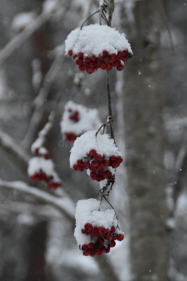 Snowy Berries in a Forest stock image. Image of outdoors - 352567773