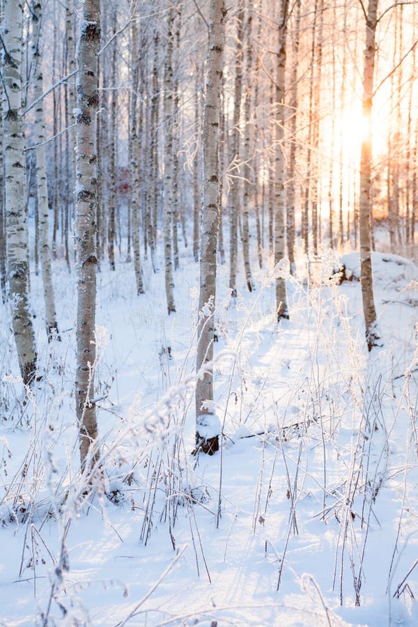 Snowy Birch Forest and Sun Light Stock Photo - Image of scandinavia ...