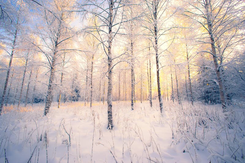 Snowy Birch Forest View from Sotkamo, Finland. Stock Image - Image of ...