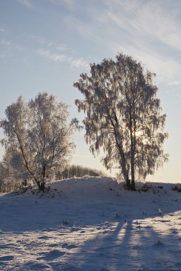 Snowy Birch tree stock photo. Image of country, frosty - 21185808