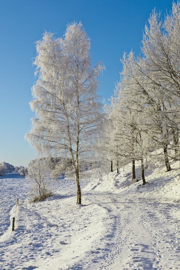 Snowy Birch tree stock photo. Image of countryside, field - 27034502