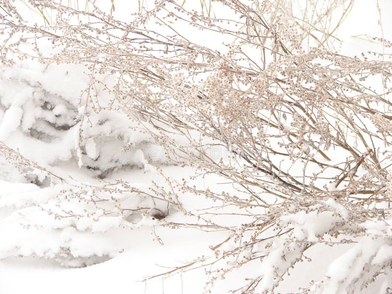 Snowy bough stock image. Image of branch, vegetation - 50528101