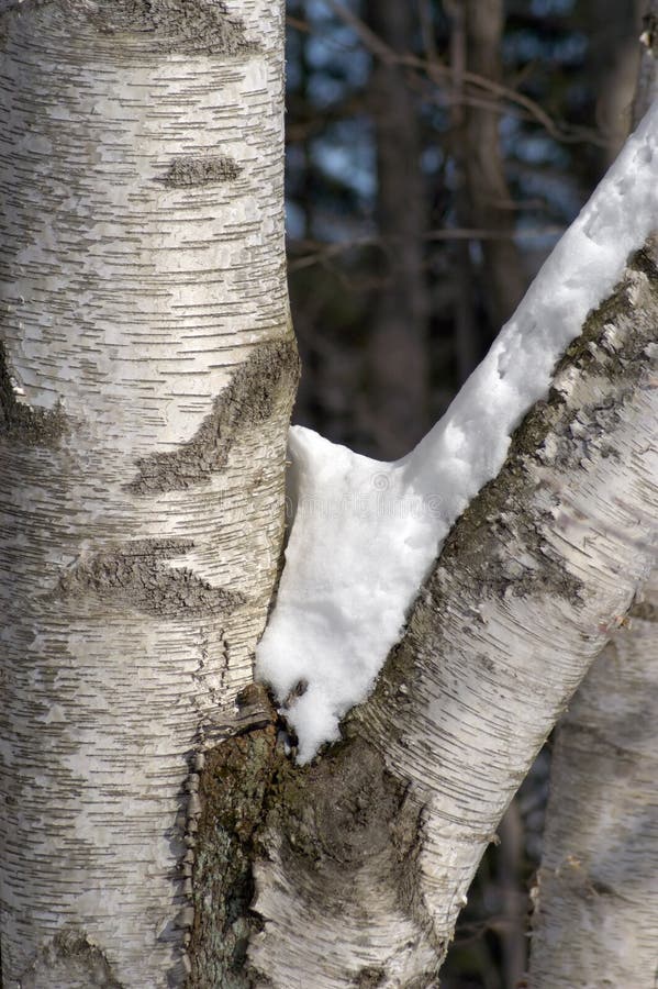 Snowy branch stock photo. Image of branch, texture, snowy - 803330