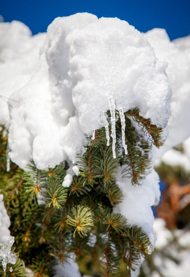 Snowy branch stock photo. Image of snow, snowy, branch - 50264386
