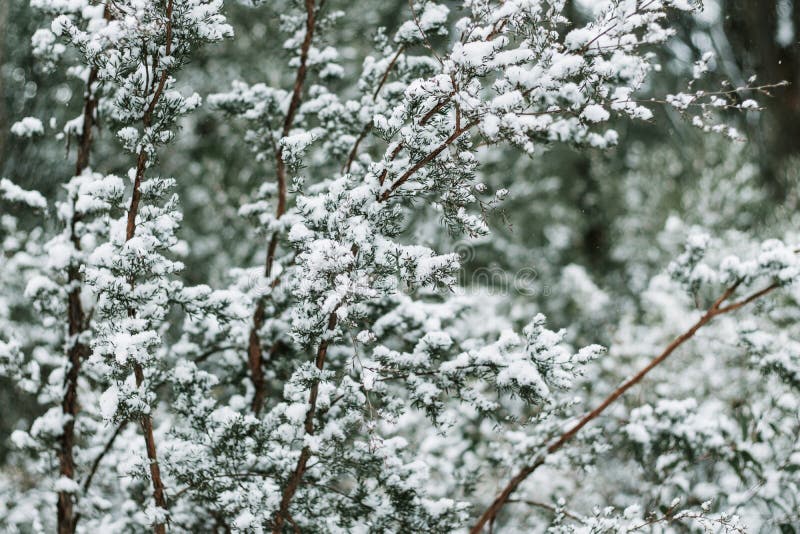 Snowy branch landscape stock image. Image of snowy, clear - 155931381