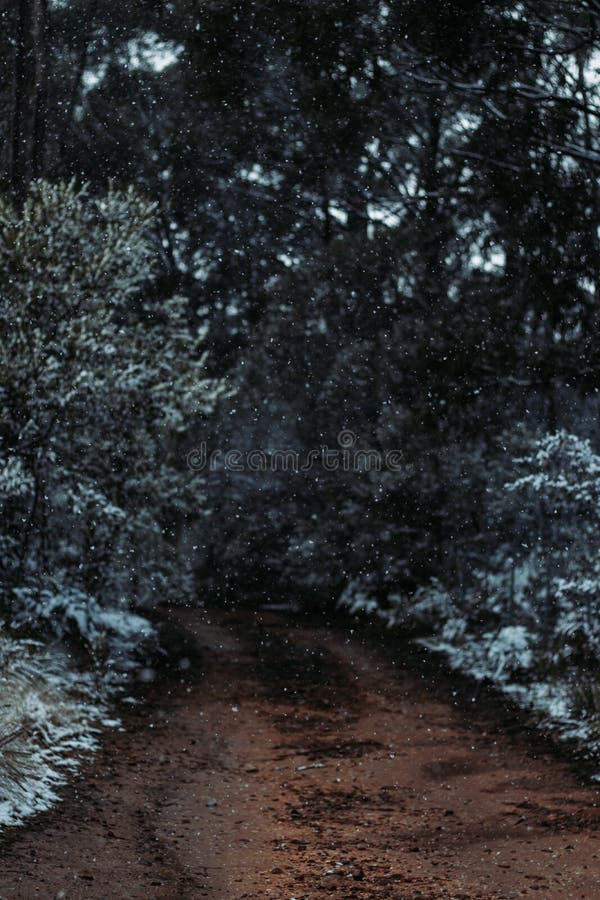 Snowy branch landscape stock photo. Image of falling - 155932012